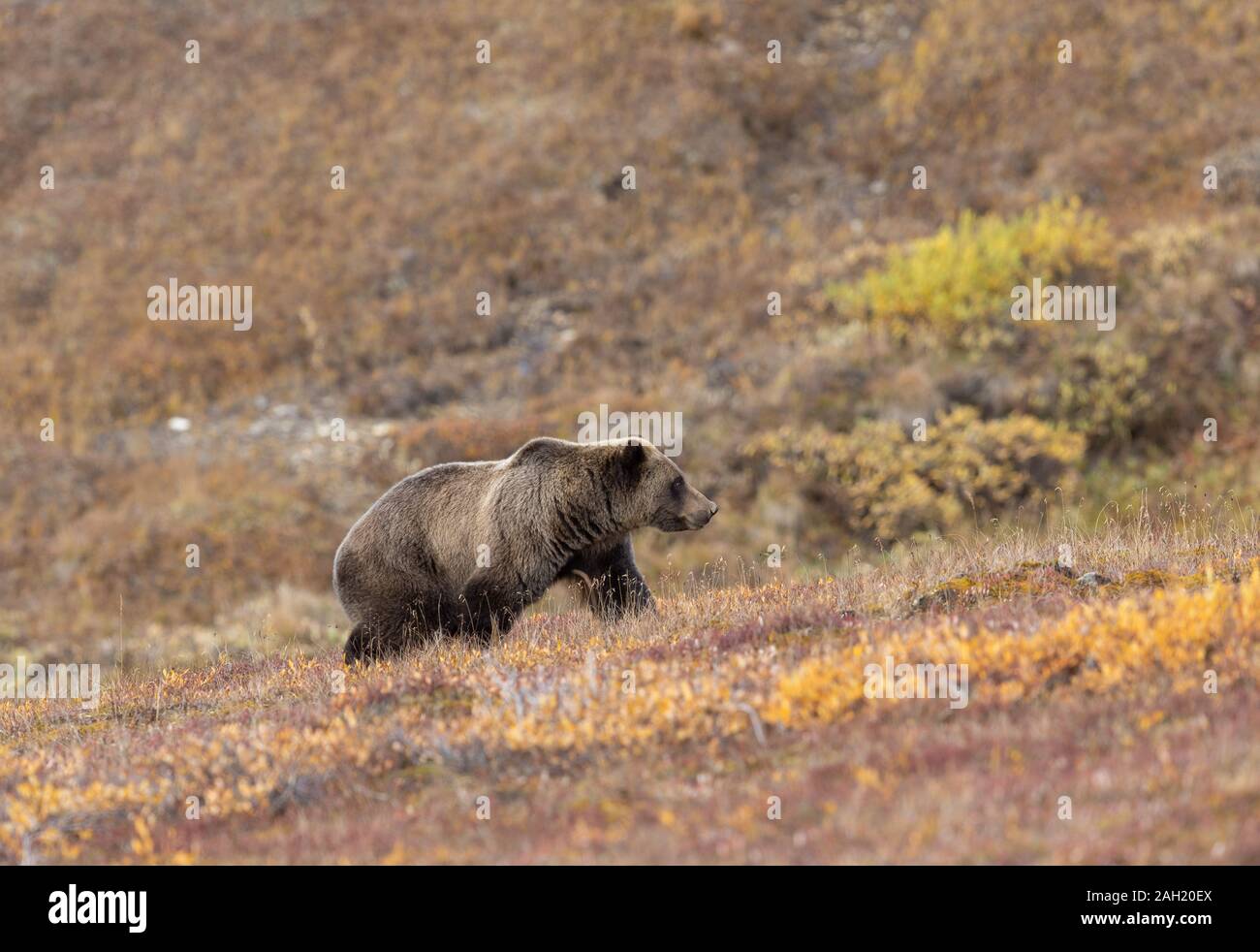 Grizzly Bear in Denali National Park Alaska in Autumn Stock Photo - Alamy