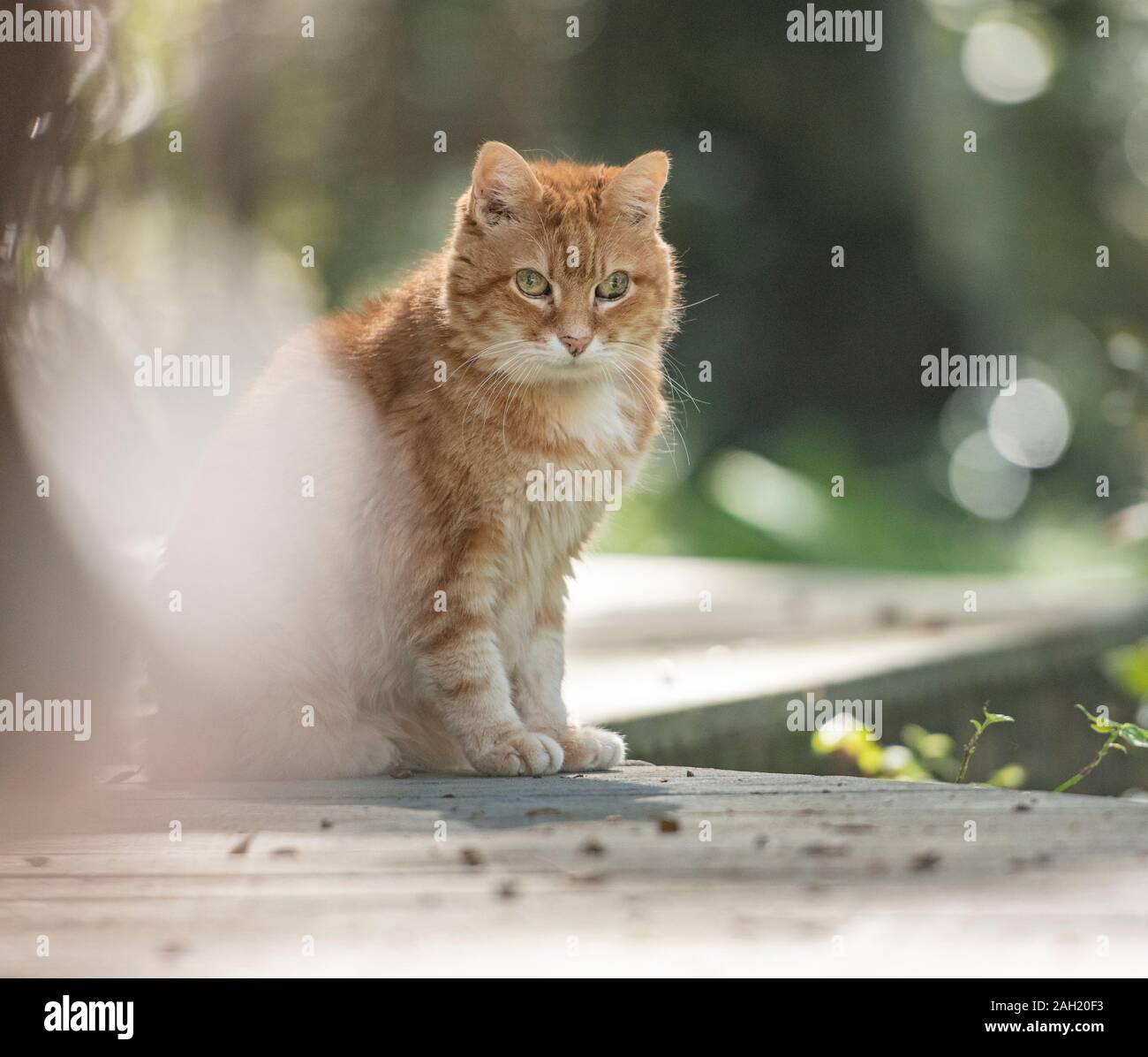 Senior cat hi-res stock photography and images - Alamy