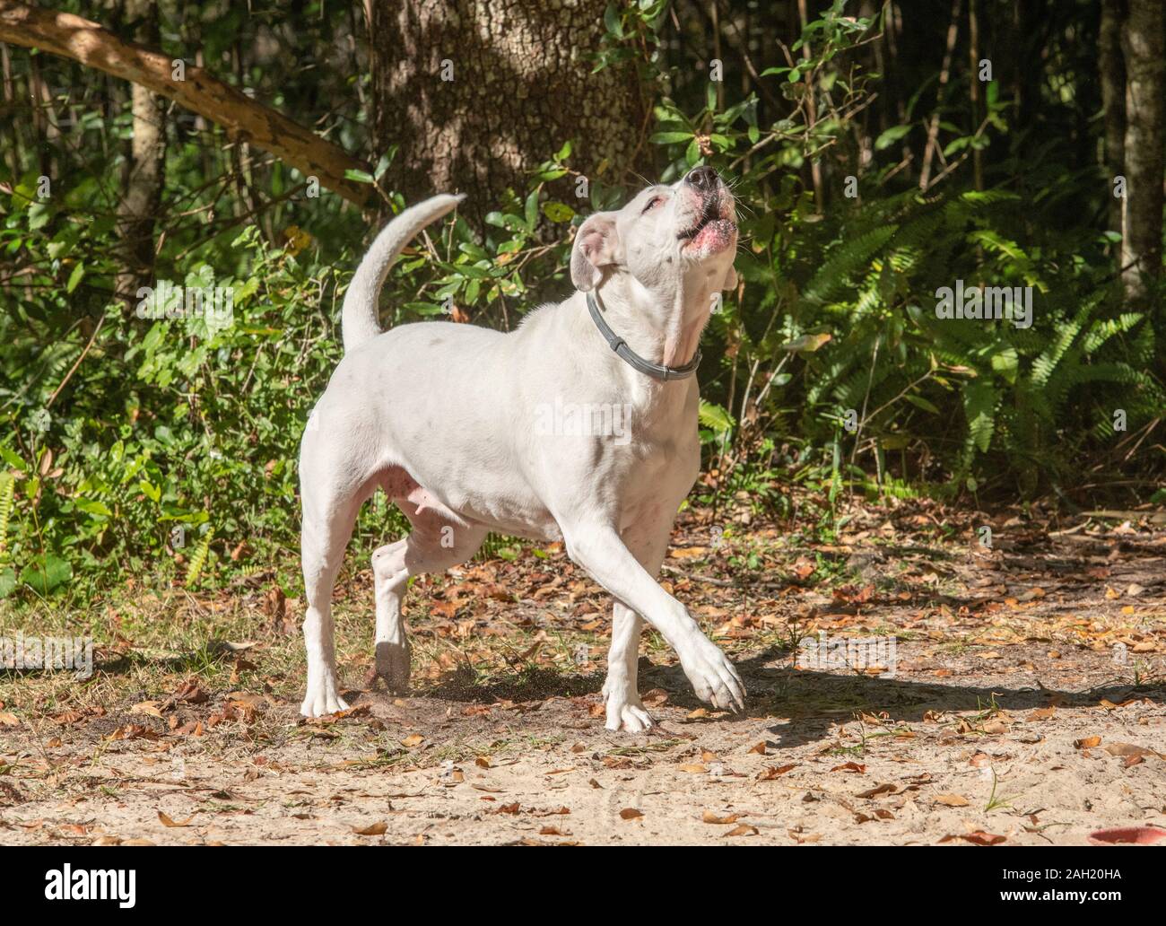 Female American Bulldog High Resolution Stock Photography and Images ...