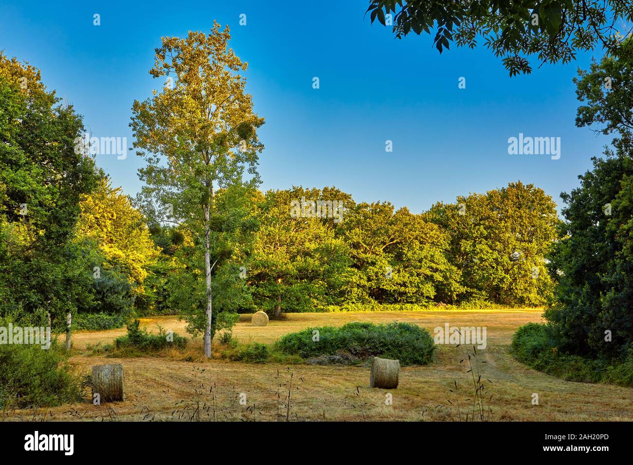 Golden trees and hay field hi-res stock photography and images - Alamy