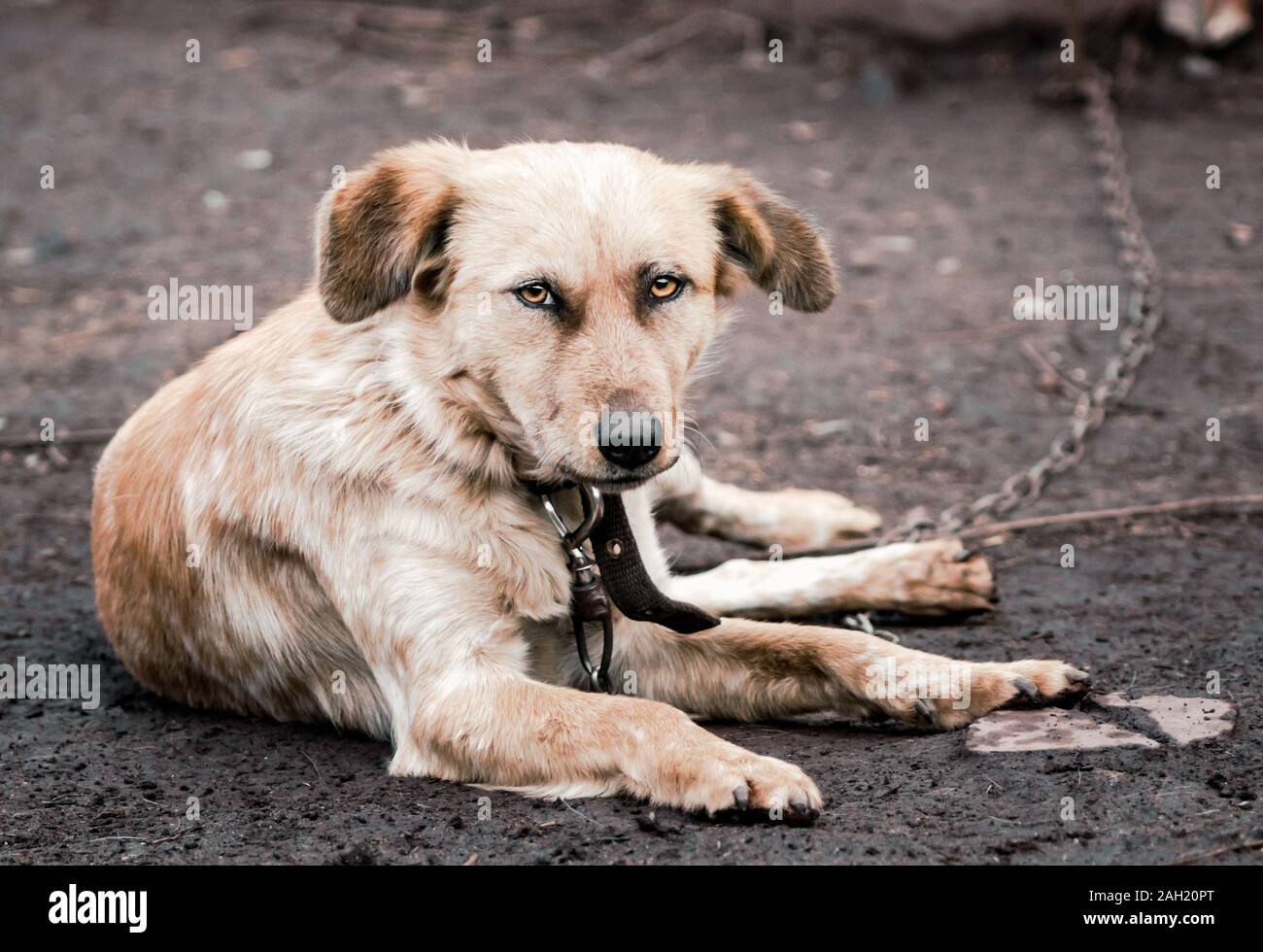 Dog chain on farm close hi-res stock photography and images - Alamy