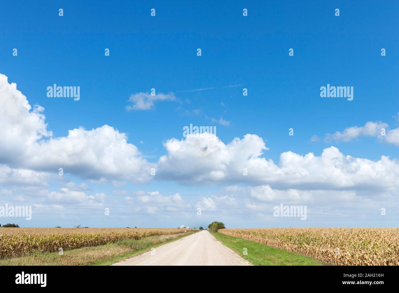 Iowa cornfields. Road through fileds of corn near Winterset, Iowa, USA ...