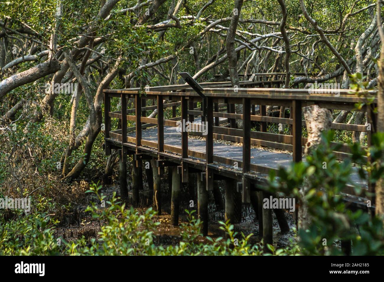 Wynnum mangrove boardwalk hi-res stock photography and images - Alamy