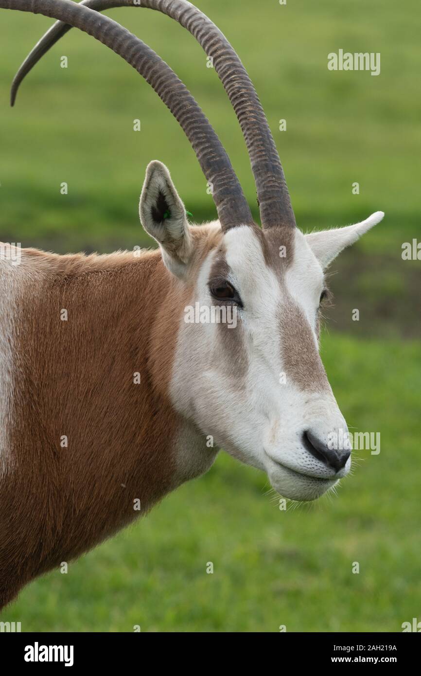 Closeup portrait scimitar horned hi-res stock photography and images ...