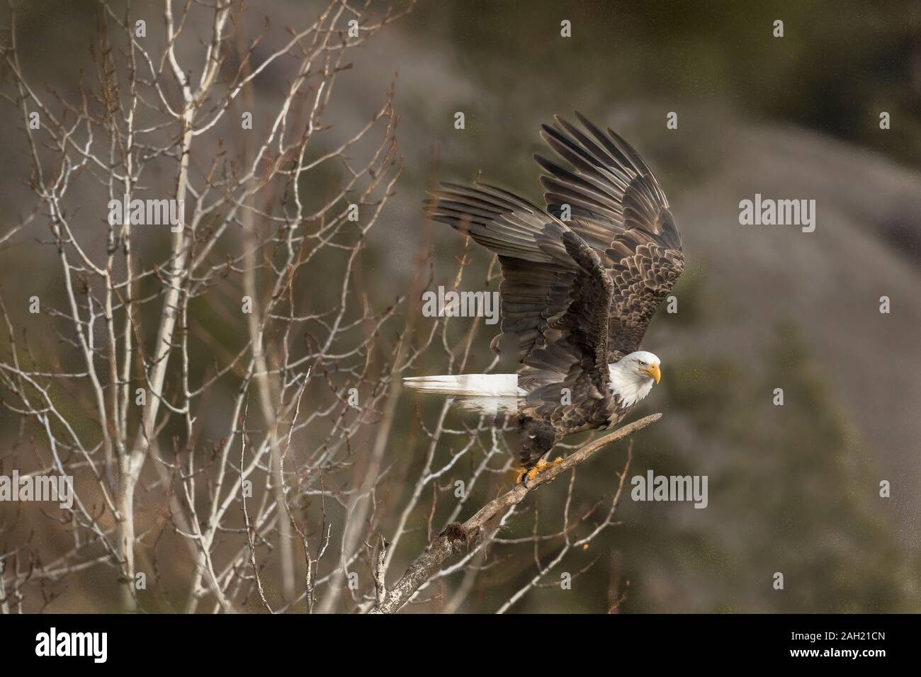 Bald eagle ready for flight hi-res stock photography and images - Alamy
