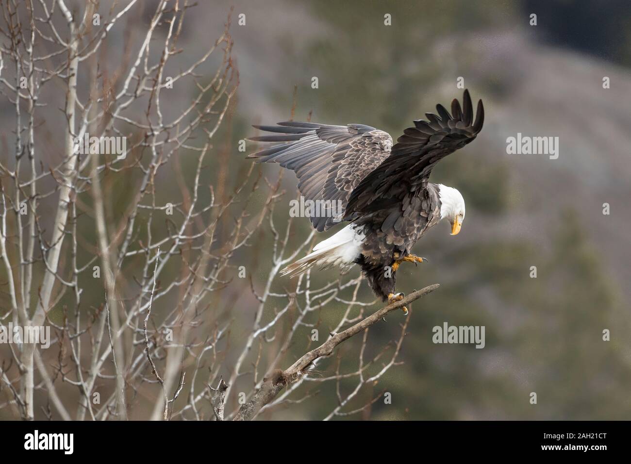 A bald eagle flaps it wings as it repositions itself in north Idaho ...