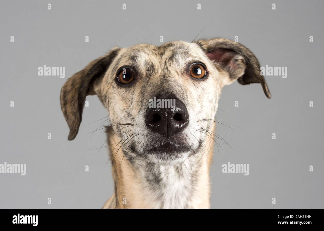 Lurcher dog head hi-res stock photography and images - Alamy