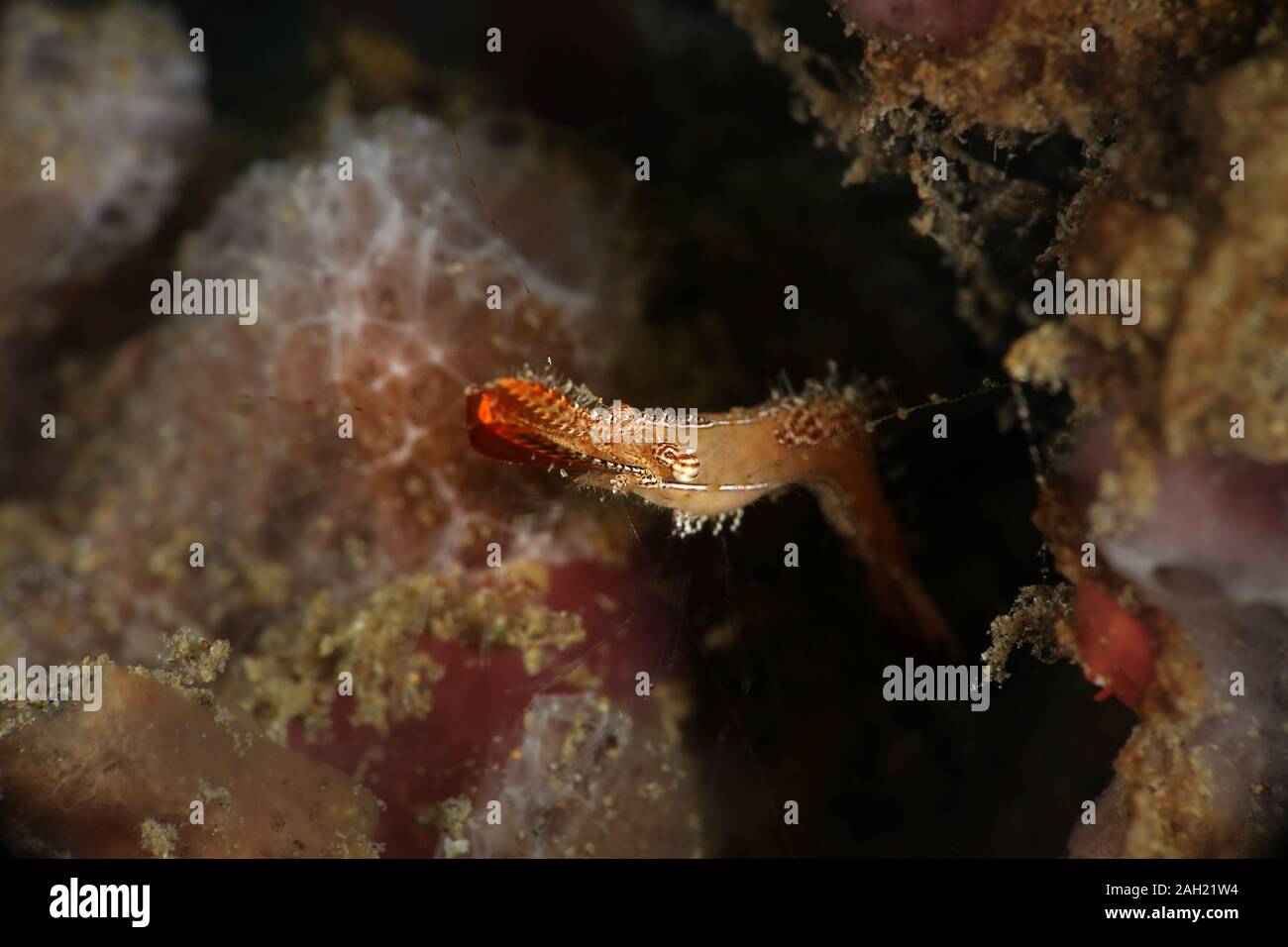 Donald Duck Shrimp (Leander plumosus). Picture was taken in Ambon ...
