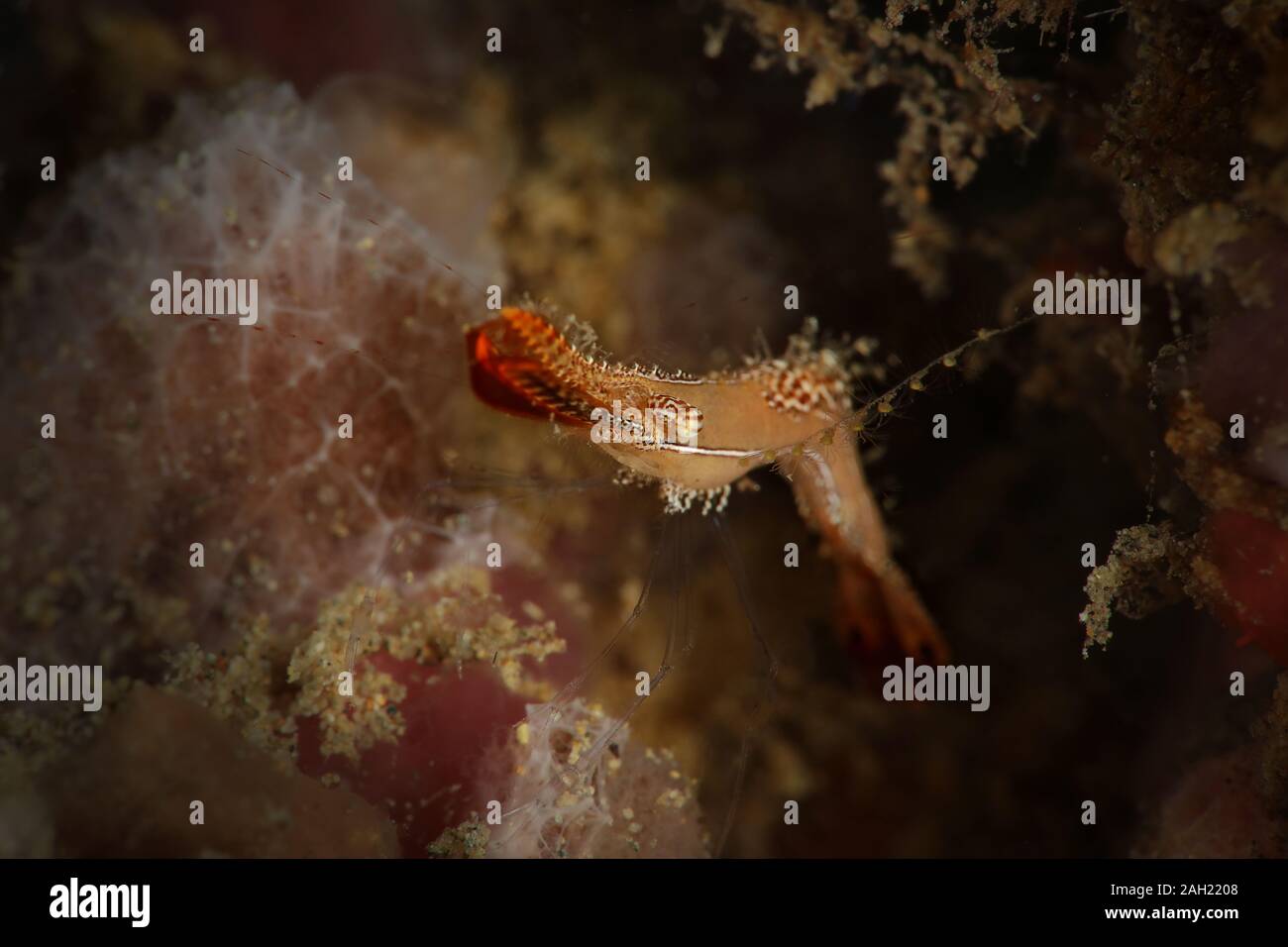 Donald duck shrimp leander plumosus hi-res stock photography and images ...