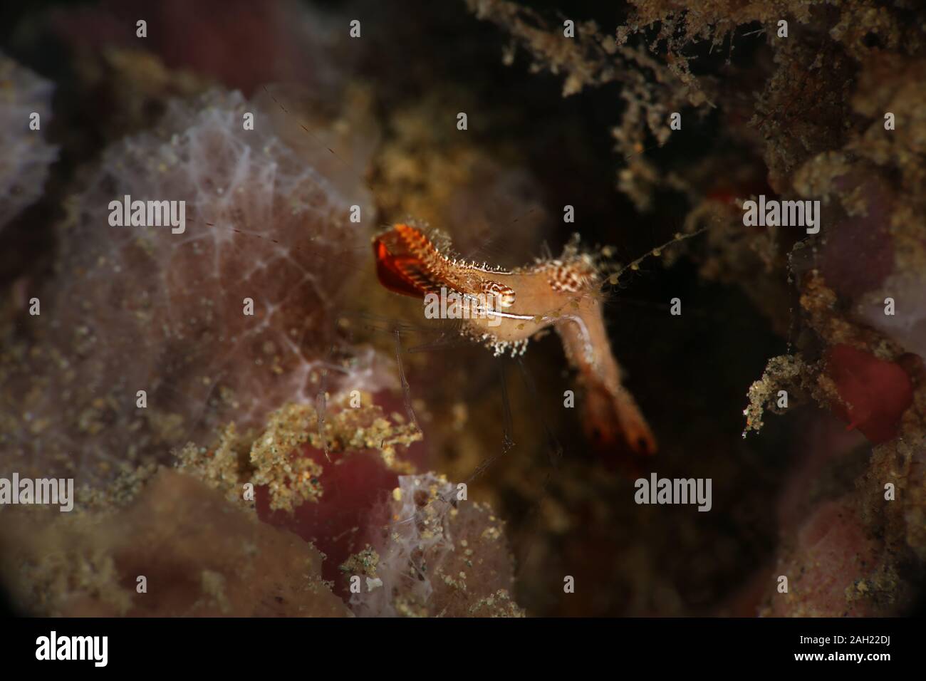 Donald duck shrimp leander plumosus hi-res stock photography and images ...