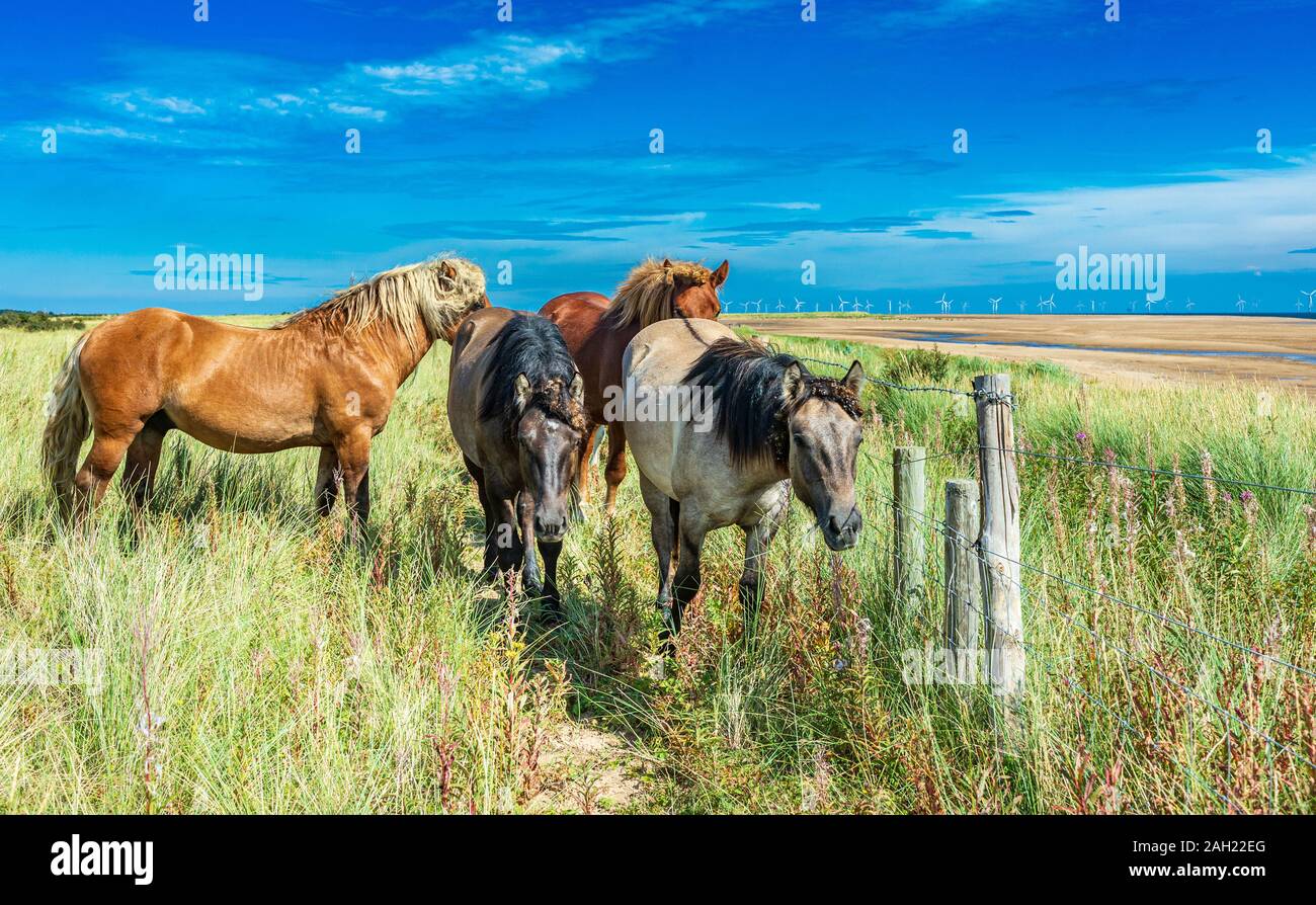 Gibraltar point ponies hi-res stock photography and images - Alamy
