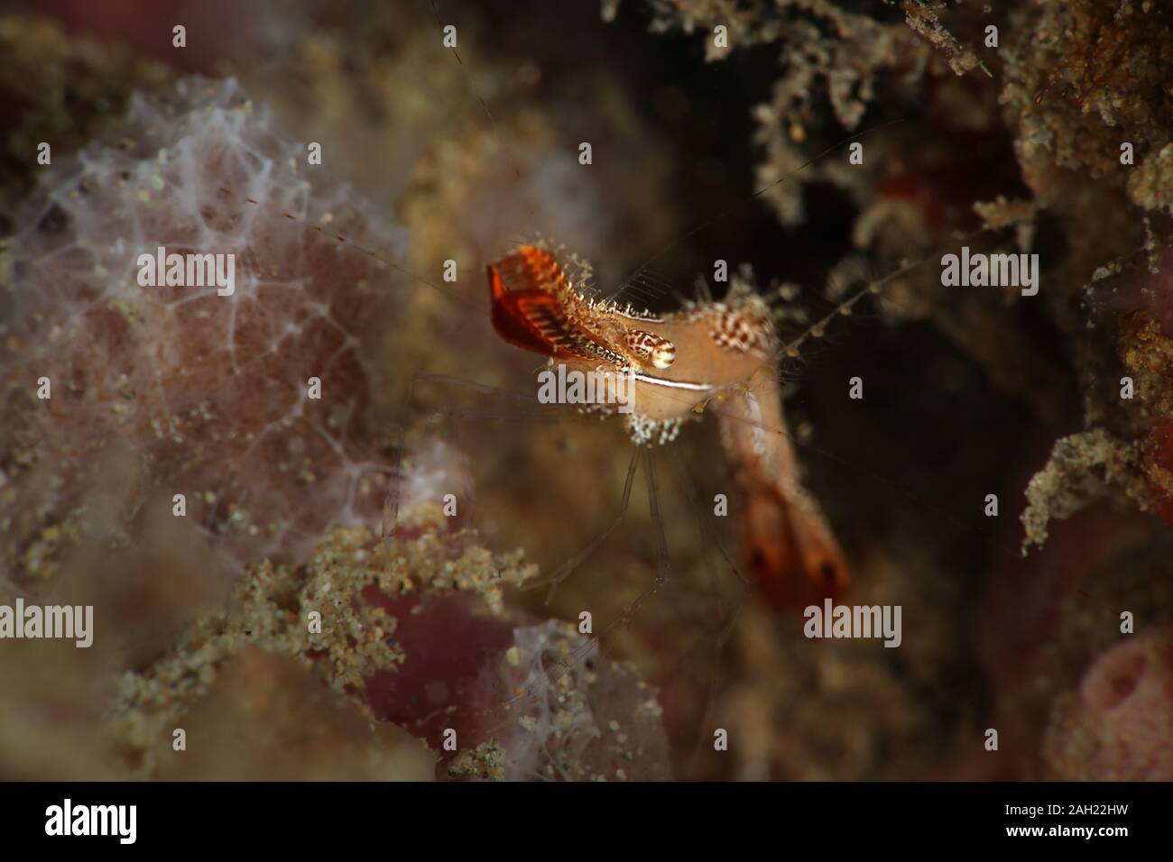 Donald Duck Shrimp (Leander plumosus). Picture was taken in Ambon ...