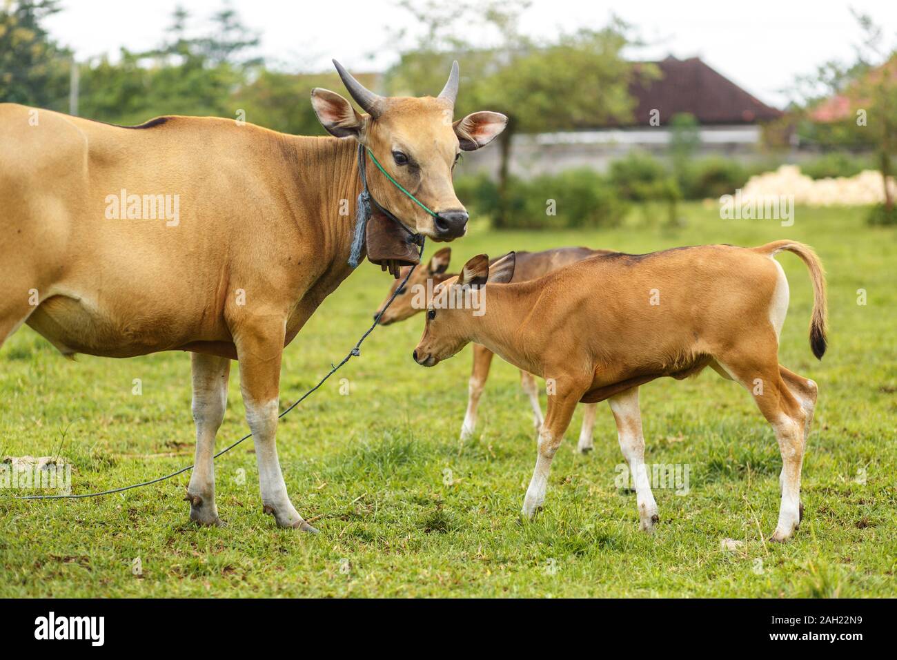 A herd of bright tropical Asian cows grazing on green grass. Big cow ...