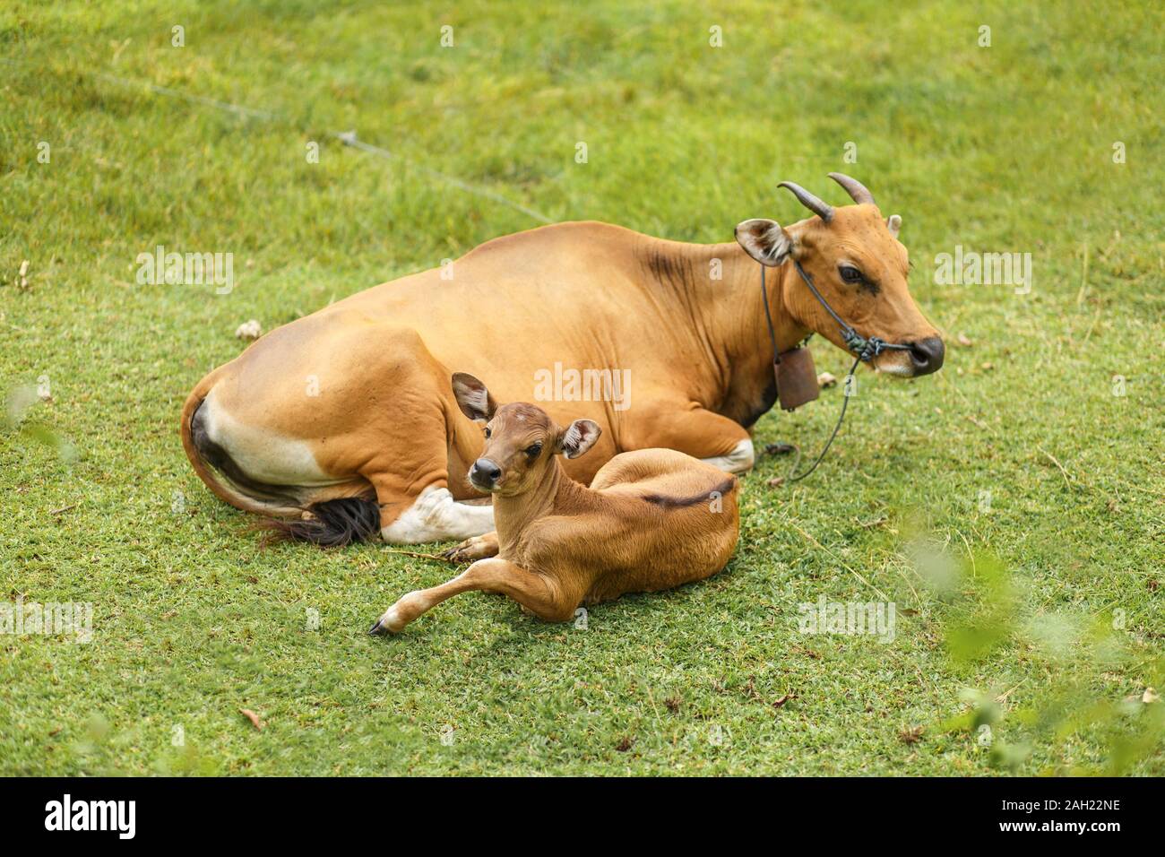 Tropical light Asian cow with a child resting lying on a green meadow ...