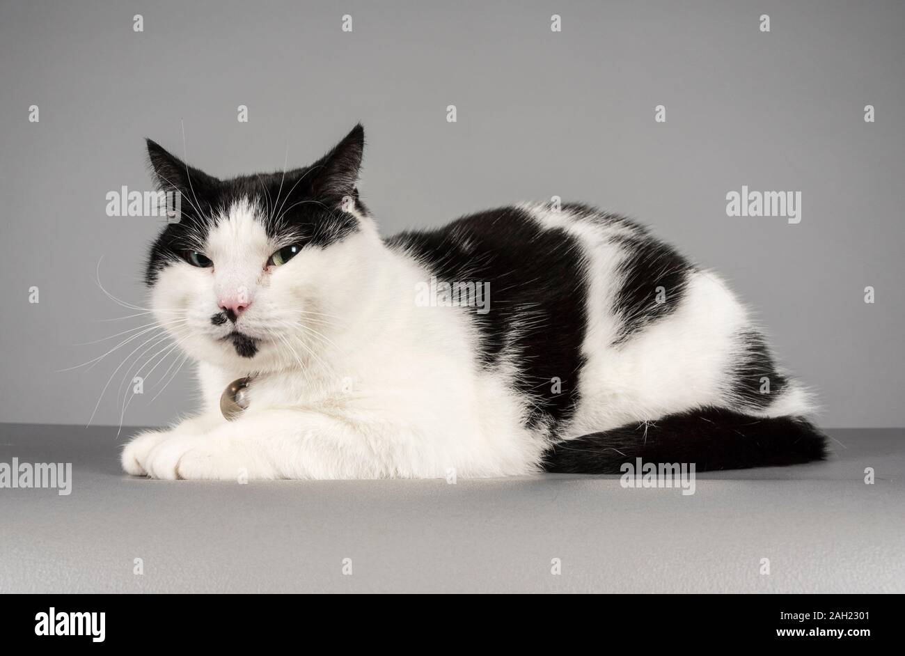 Cat chilling, UK Stock Photo - Alamy