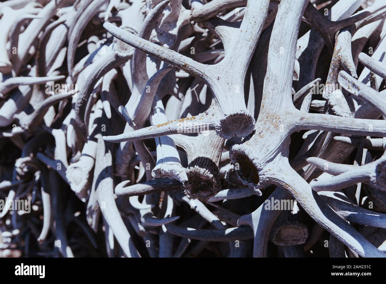 Bones, Channel Islands Stock Photo - Alamy