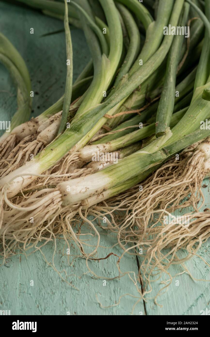 Harvest fresh green onions roots hi-res stock photography and images ...