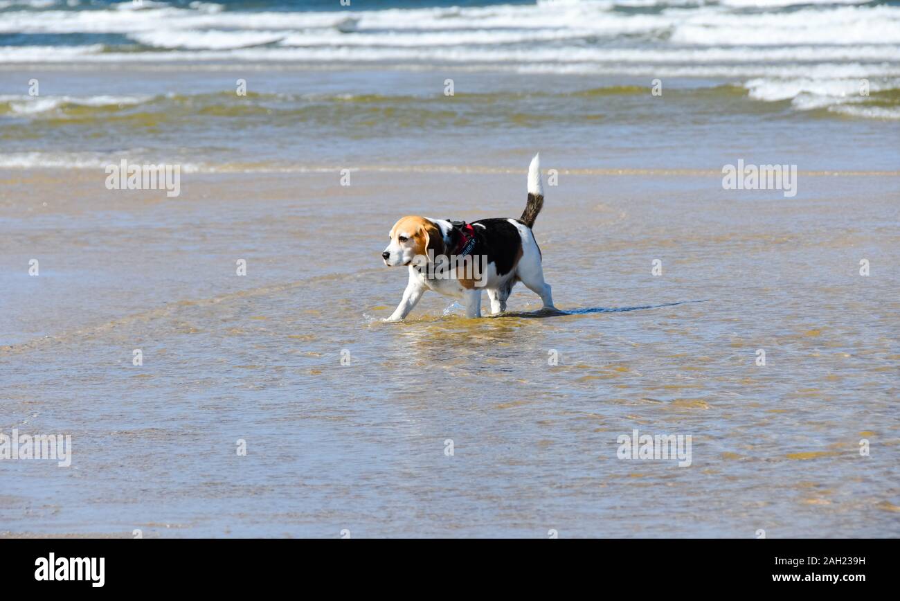 A Beagle in the North sea Stock Photo - Alamy