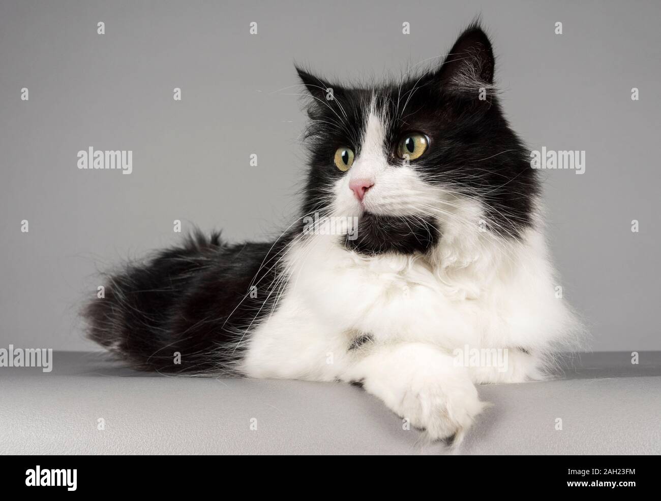 Cat chilling, UK Stock Photo - Alamy