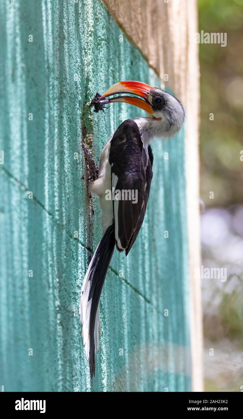 Von der decken hornbill arba minch hi-res stock photography and images ...