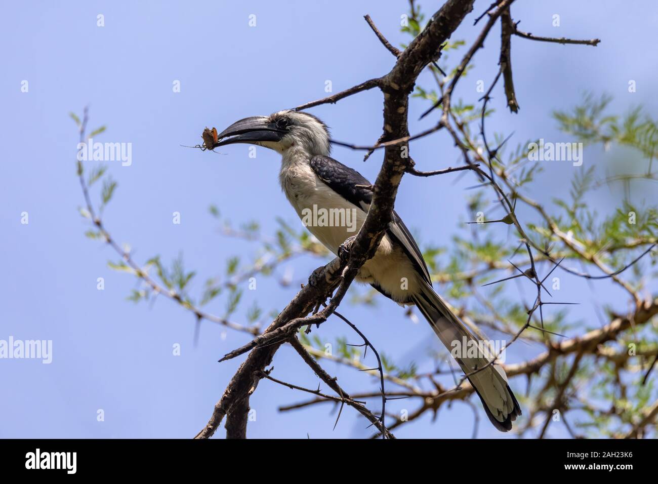 middle sized bird Von der Deckens Hornbill female. Tockus deckeni, Lake ...