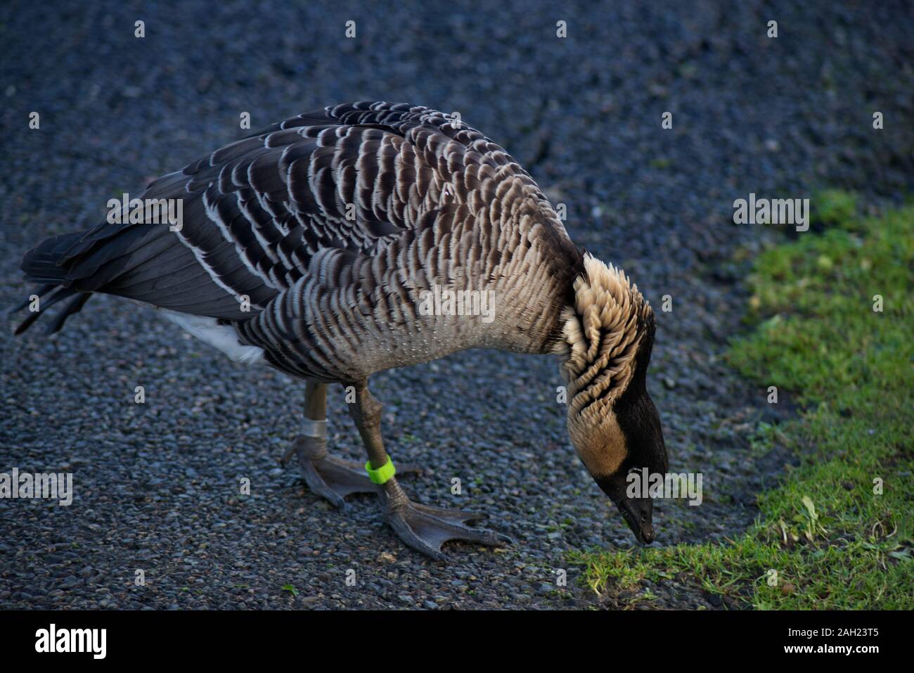 Fowl cleaning hi-res stock photography and images - Alamy