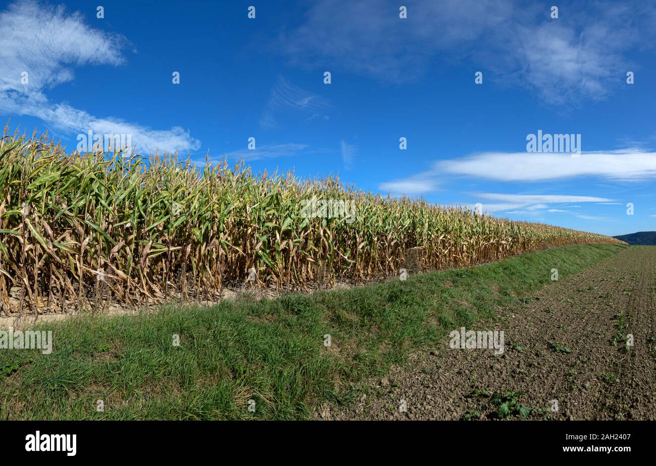 Edge of a field with partly dried corn plants Stock Photo - Alamy