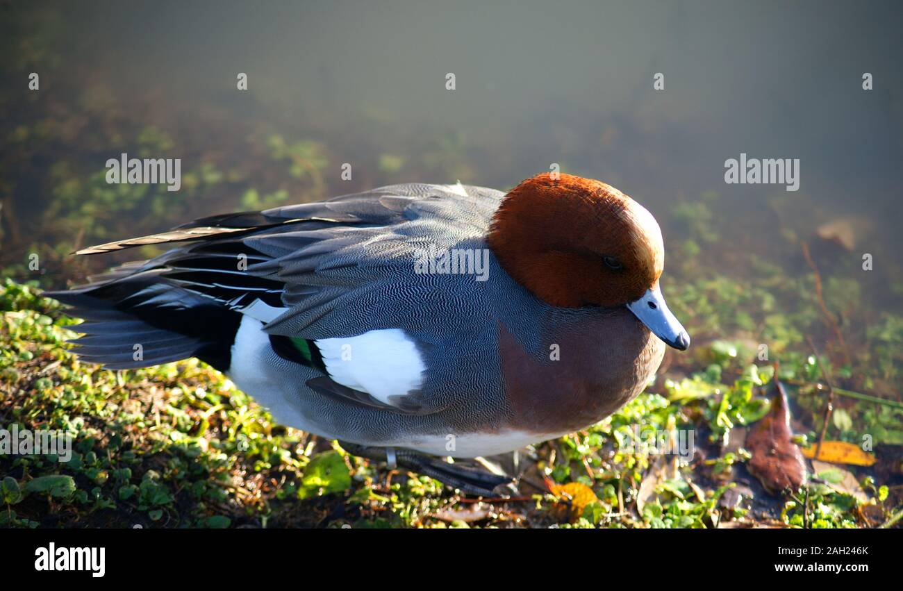 Cleaning bird hi-res stock photography and images - Alamy