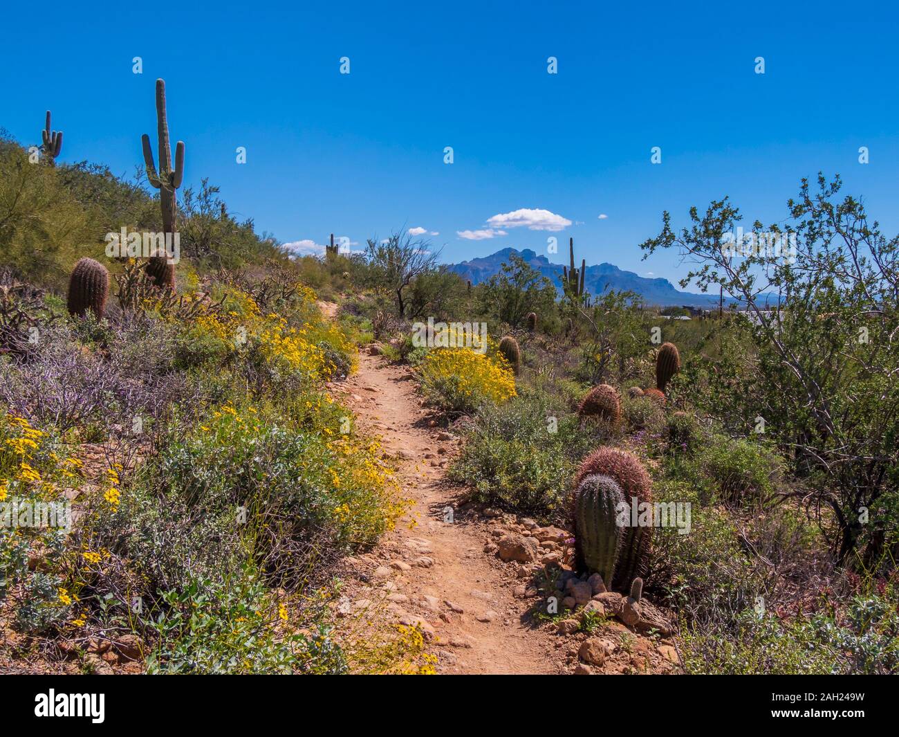 Mexican gold poppy, California poppy (Eschscholzia californica) along ...
