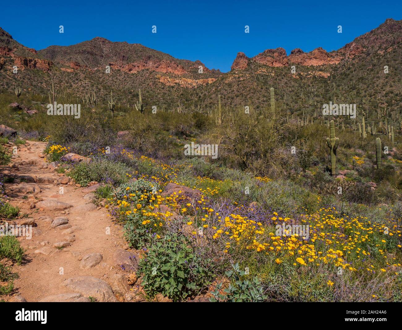 Mexican gold poppy, California poppy (Eschscholzia californica) along ...