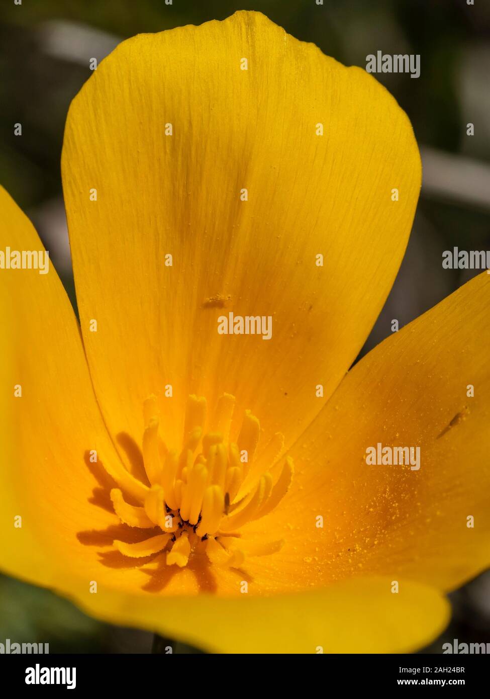 Mexican gold poppy, California poppy (Eschscholzia californica), Usery ...