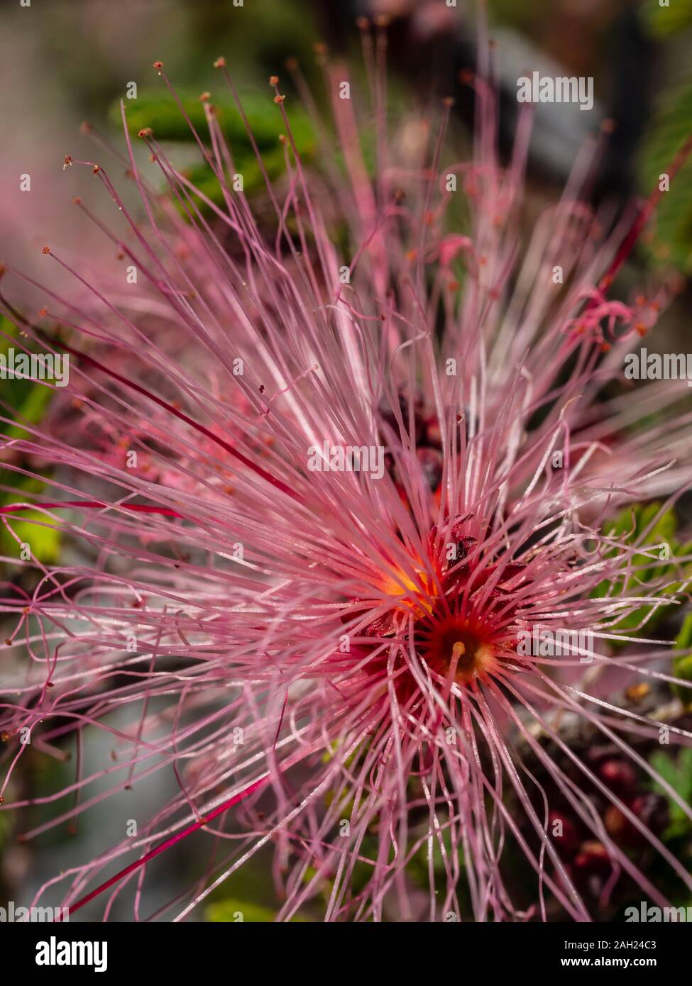 Calliandra Eriophylla Leaves