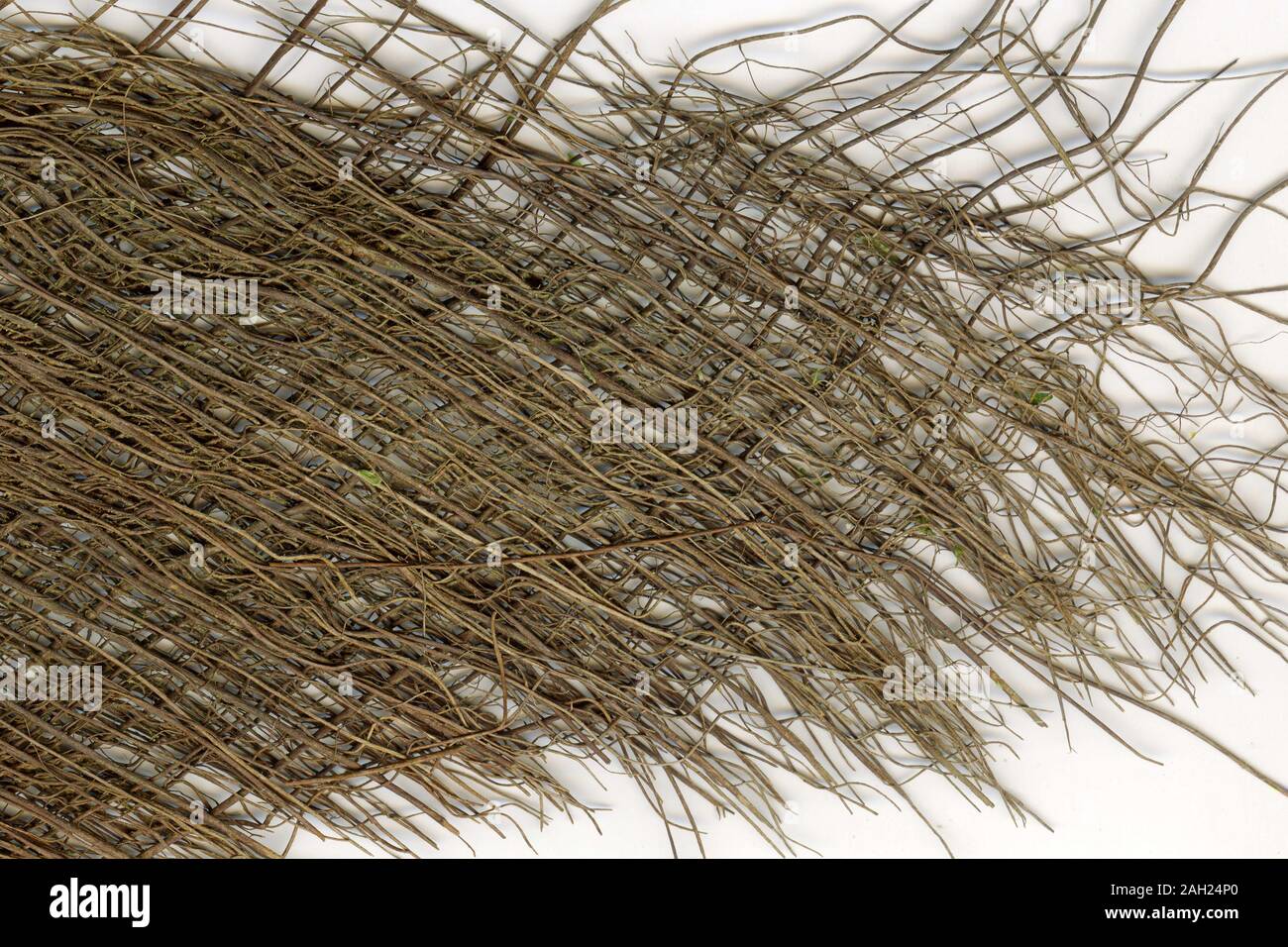 detail of fibre from a chinese windmill palm tree creates a natural ...