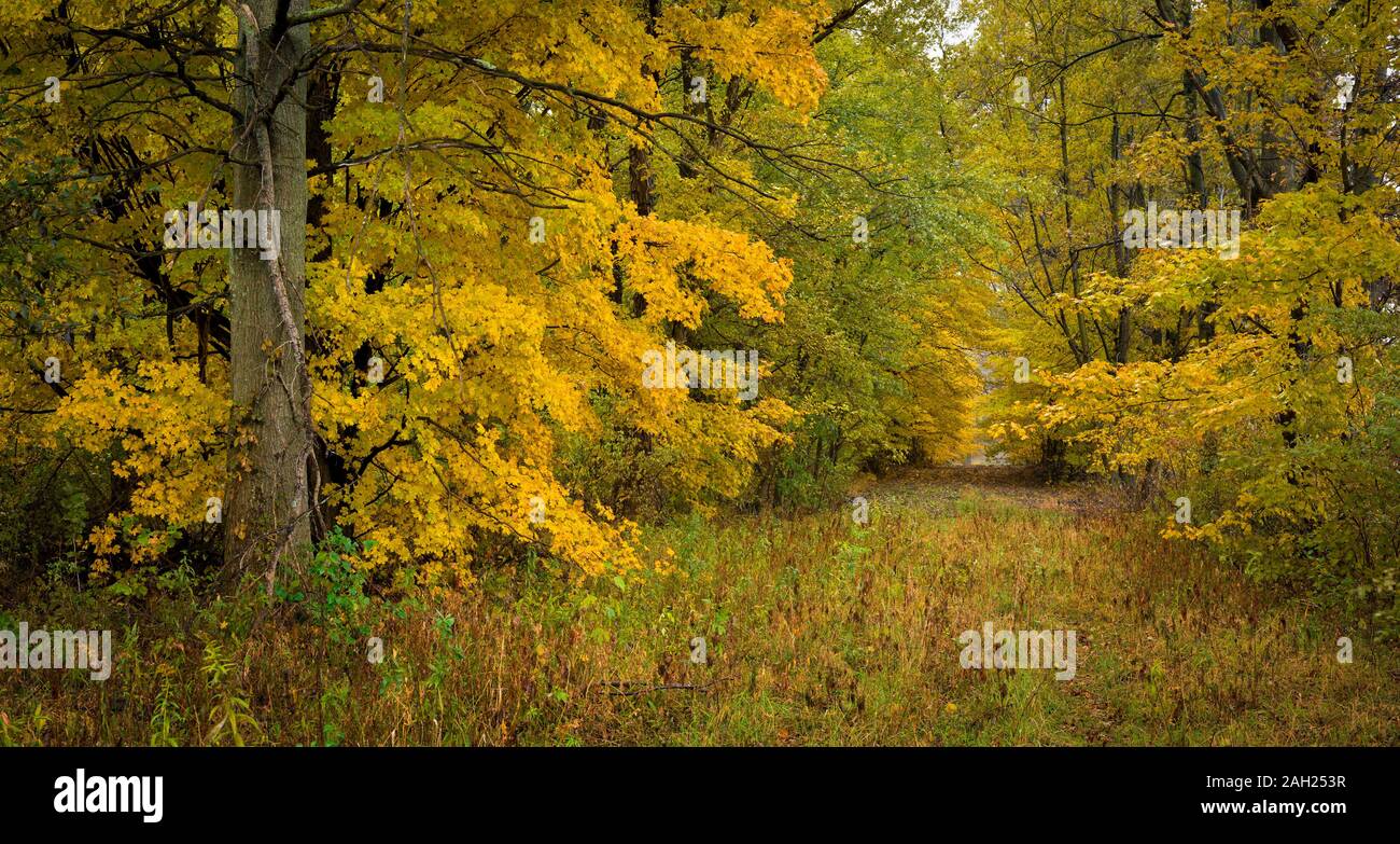 Bright yellow maple trees line a pathway through a forest in autumn in ...