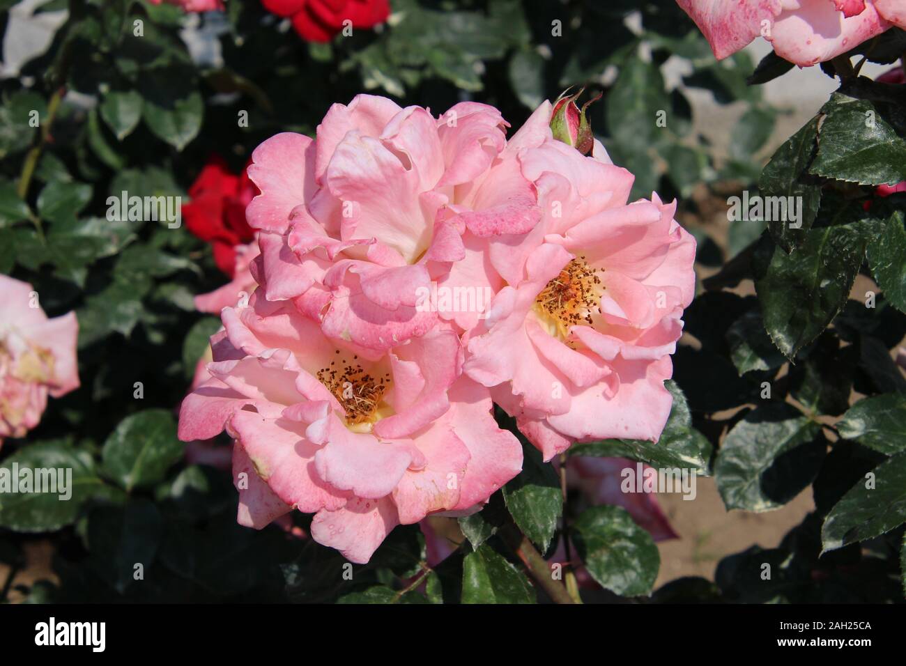 Rose flower in summer in Hokkaido, Japan Stock Photo - Alamy