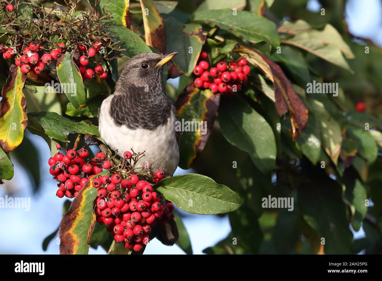 Rare vagrant hi-res stock photography and images - Alamy