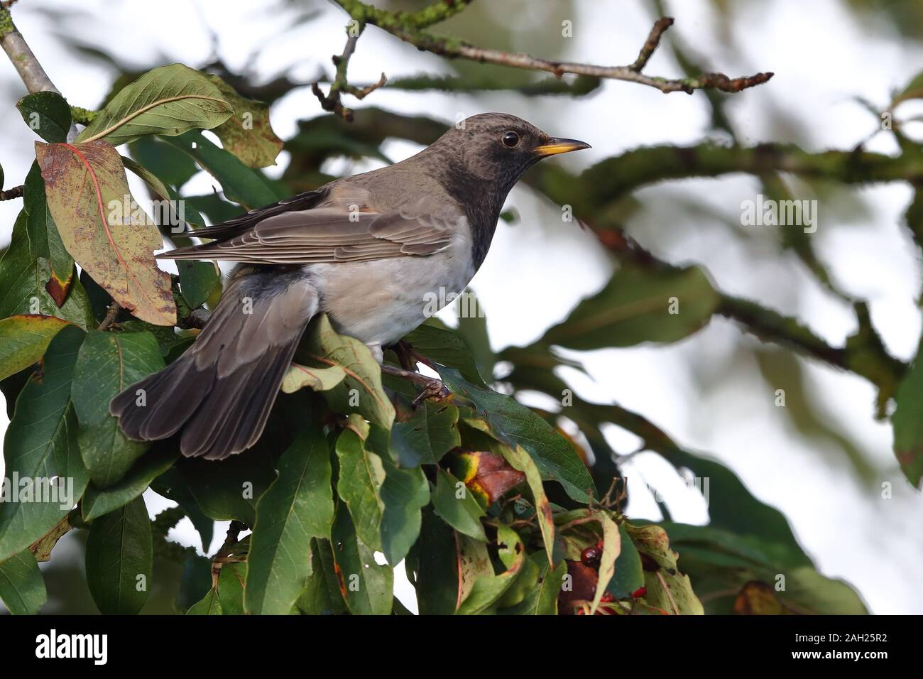 Male Black-throated Thrush a rare vagrant from Siberia Stock Photo - Alamy