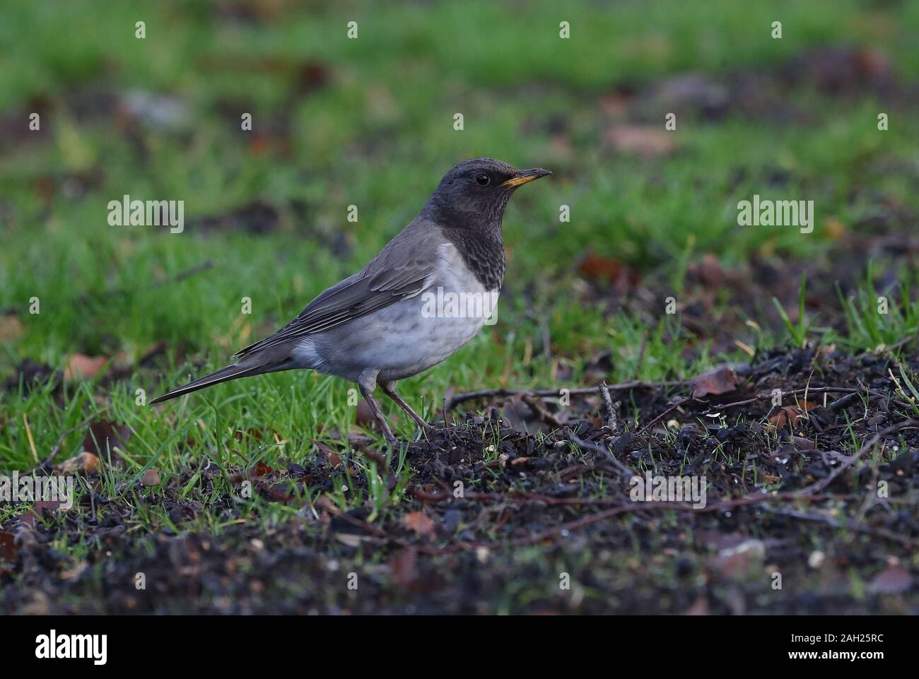 Male Black-throated Thrush a rare vagrant from Siberia Stock Photo - Alamy