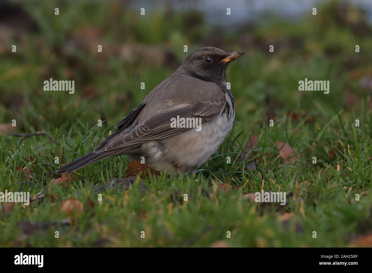 Male Black-throated Thrush a rare vagrant from Siberia Stock Photo - Alamy