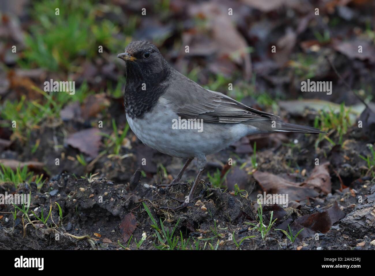 Male Black-throated Thrush a rare vagrant from Siberia Stock Photo - Alamy