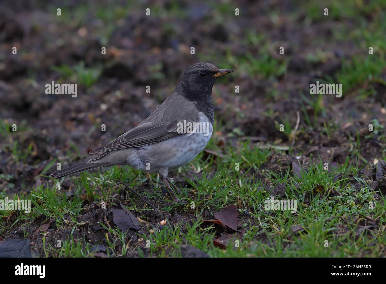 Rare thrush uk hi-res stock photography and images - Alamy