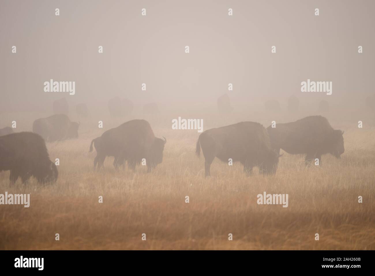Bison in fog hi-res stock photography and images - Alamy