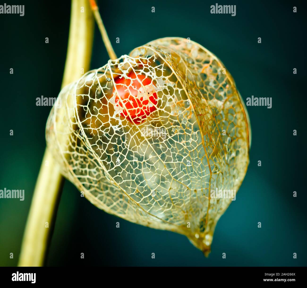 The blossom of a strawberry groundcherry, physalis, weathered, the ...
