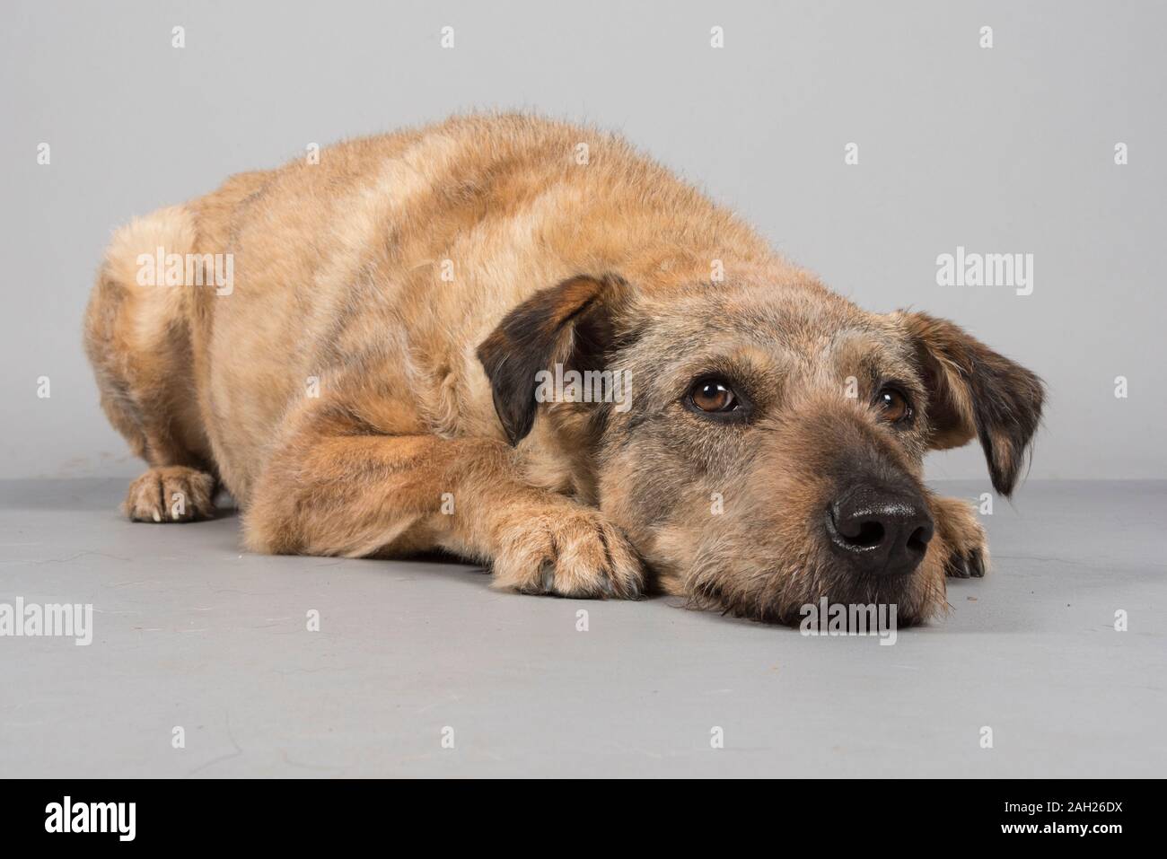 Bitzer hi-res stock photography and images - Alamy