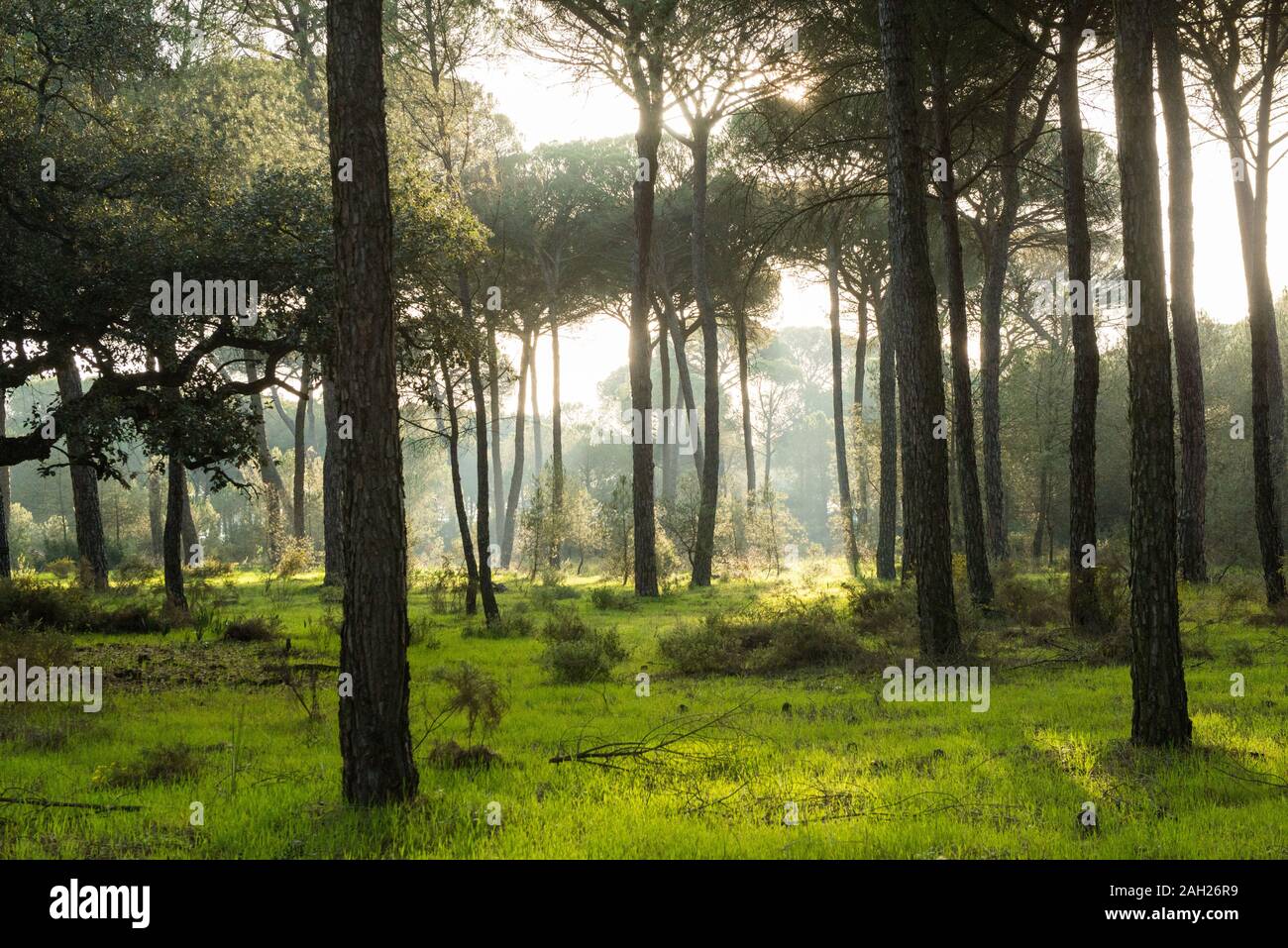 Donana nature conservation park hi-res stock photography and images - Alamy