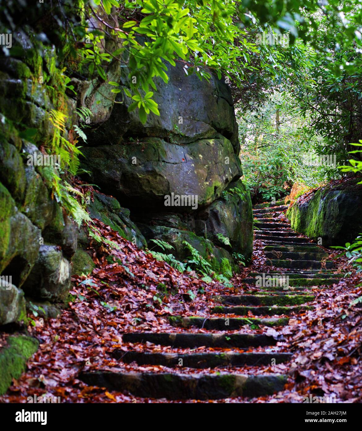 some steps next to rocks in woods Stock Photo - Alamy