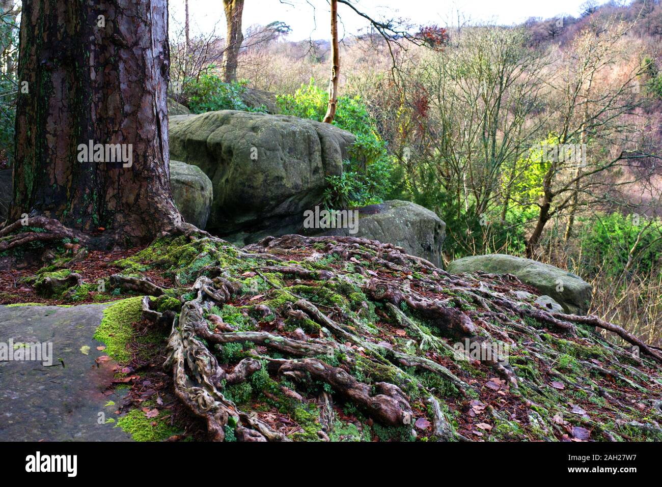 Plant roots rocks hi-res stock photography and images - Alamy