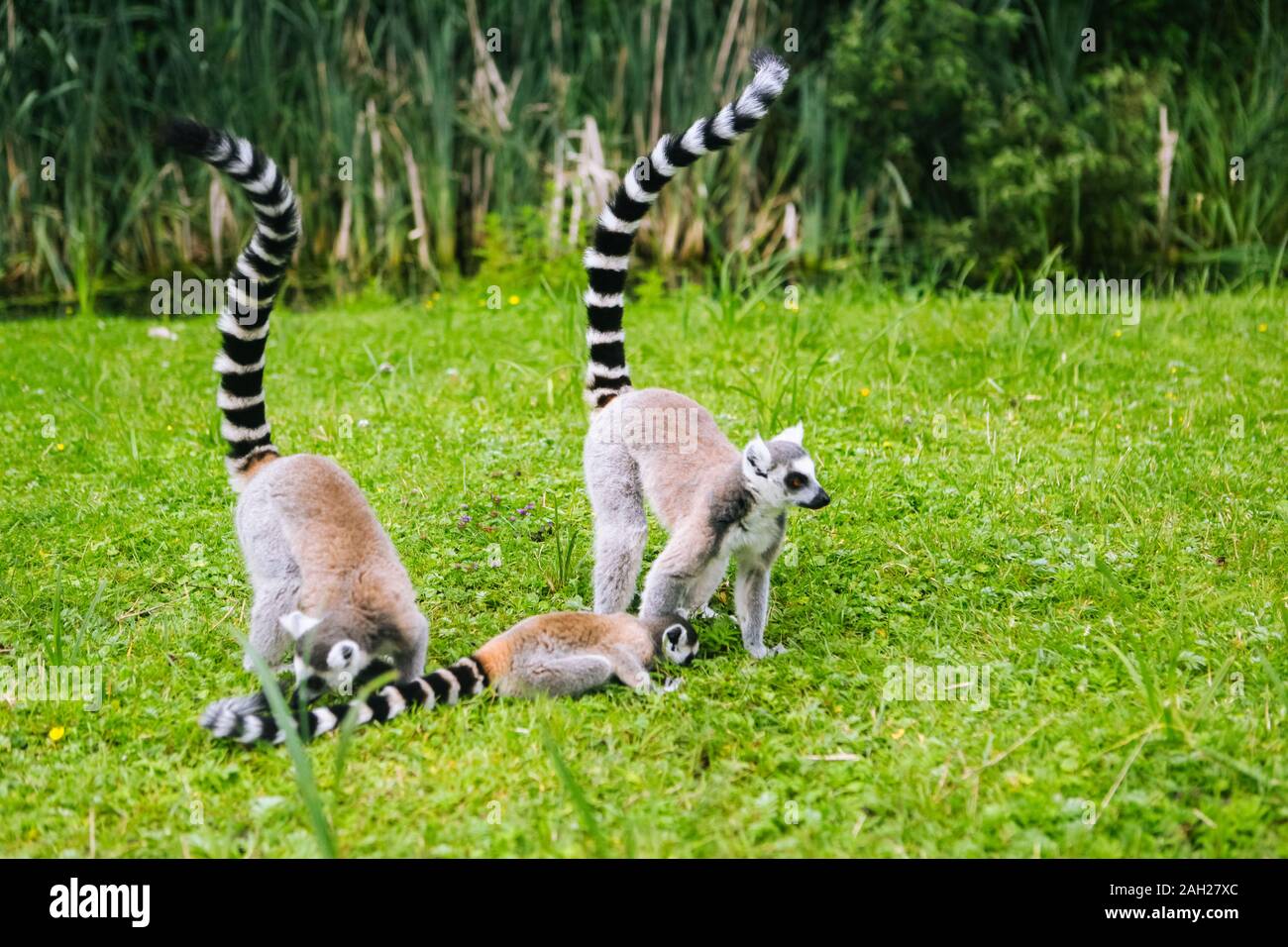 Ring-tailed Lemur family on the grass. Group of Lemur catta. Beautiful ...