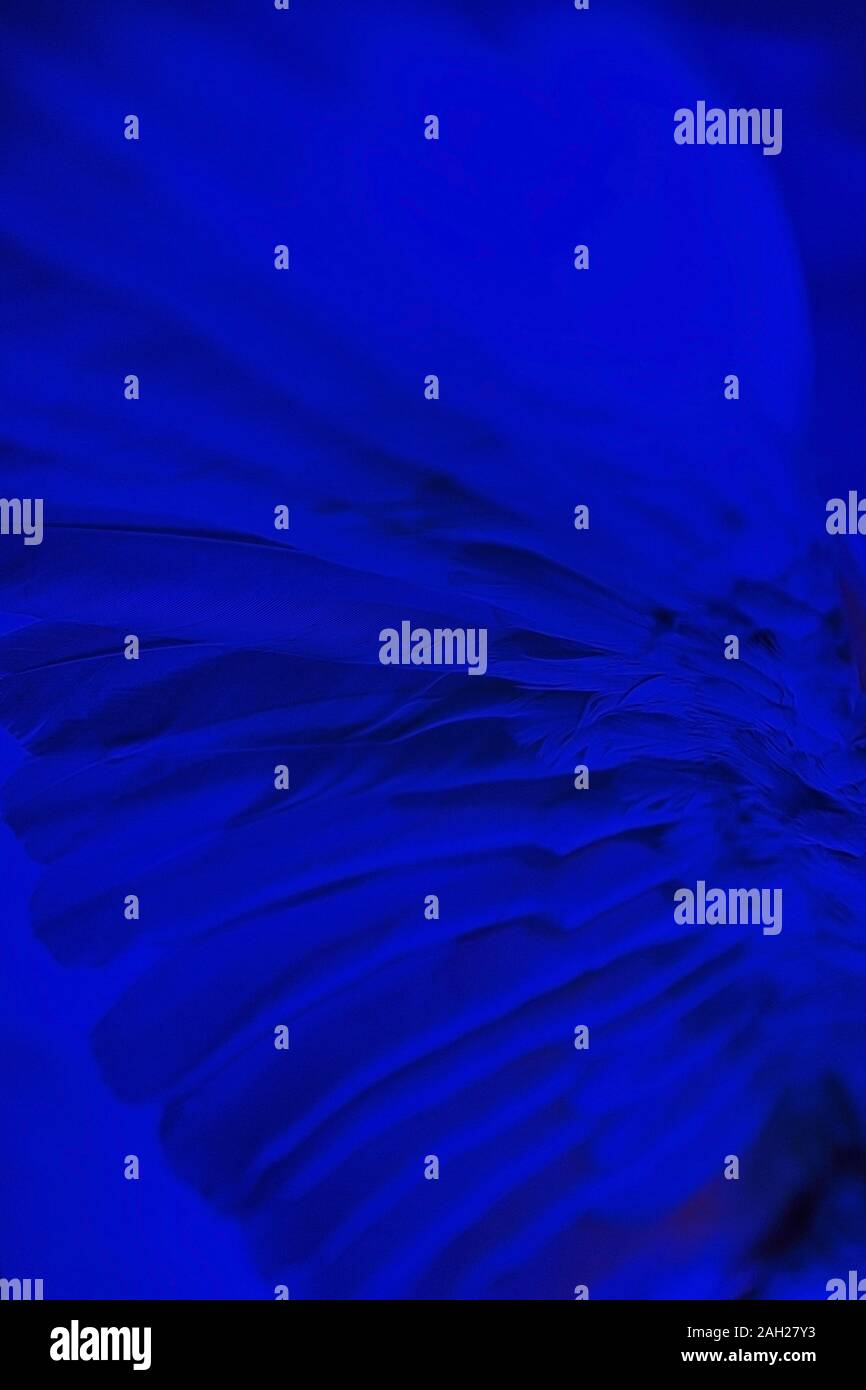 Liberty wing hi-res stock photography and images - Alamy