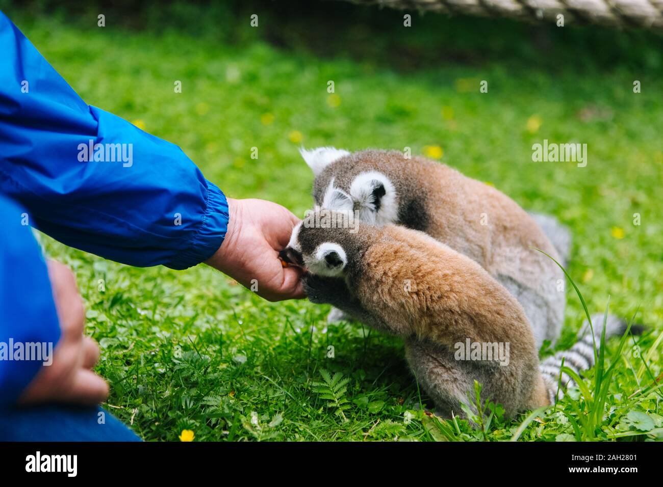 Ring-tailed Lemur eating out of a persons hand. A people is feeding the ...